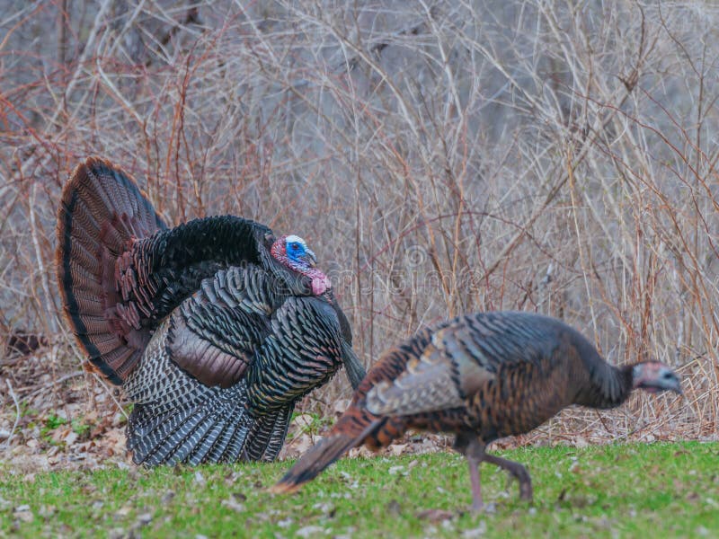Wild Turkey Strutting stock image. Image of bird, groves - 9210267