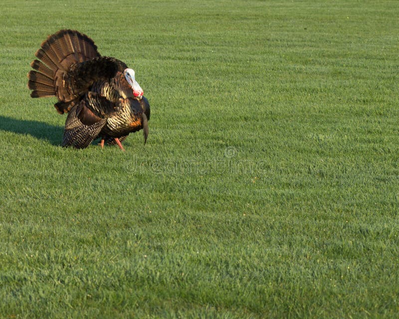 Wild Turkey stock image. Image of turkey, thanksgiving - 55119645