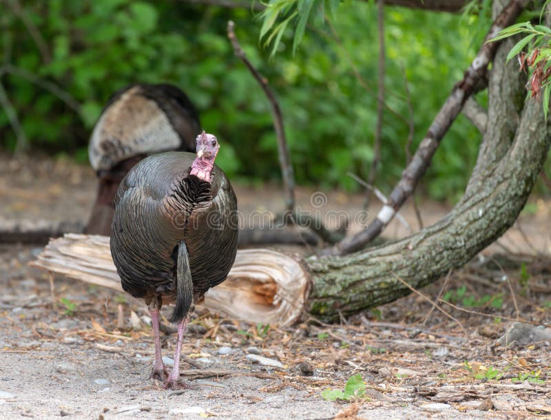 Wild Turkey Strutting in the Park Stock Image - Image of waterfowl ...
