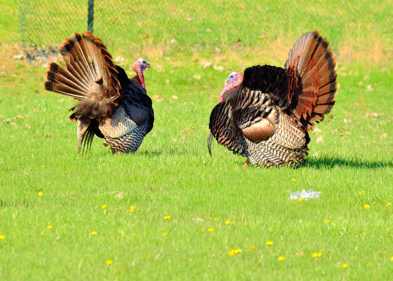 Wild Turkey stock image. Image of strut, mating, animal - 30655477