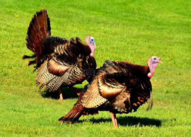 Female Wild Turkey stock image. Image of female, nature - 10039301