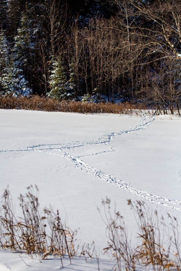 Wild Turkey Tracks after a Wisconsin Snow Storm in December Stock Photo ...