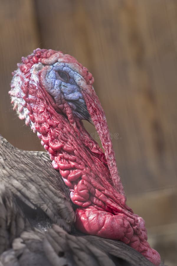 668 Ugly Turkey Stock Photos - Free & Royalty-Free Stock Photos from ...