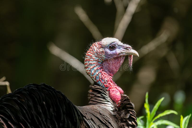 Wild Turkey Walking Thru the Park Stock Photo - Image of green, wild ...