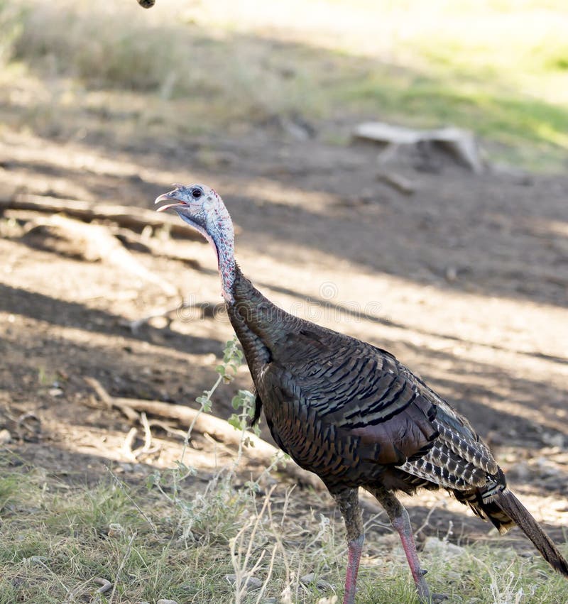 Wild Turkey in a Clearing Walking Up a Grassy Hill Stock Image - Image ...