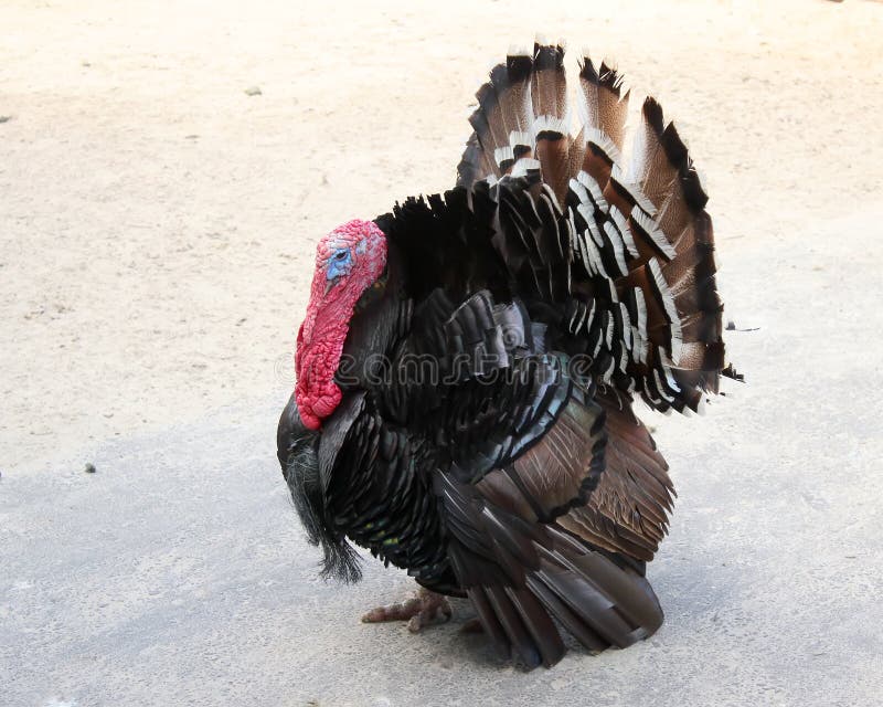 Wild Turkey Tail Feather stock photo. Image of turkey - 9798752 Wild Turkey Tail Feather stock photo. Image of turkey - 9798752