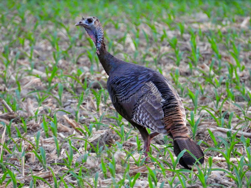 Plump Mature Rump Stock Photos - Free & Royalty-Free Stock Photos from ...