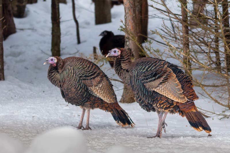Wild Turkey in the Winter Forest Stock Photo - Image of forest, nature ...