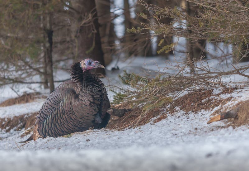 Wild Turkey in the Winter Forest Stock Photo - Image of turkey, head ...