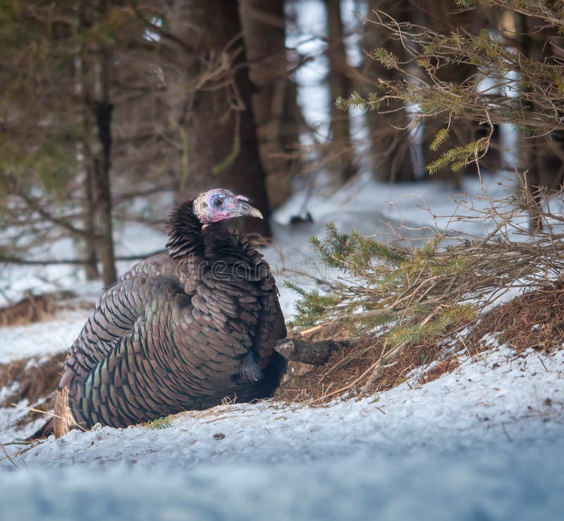 Wild Turkey in the Winter Forest Stock Image - Image of snow, turkey ...