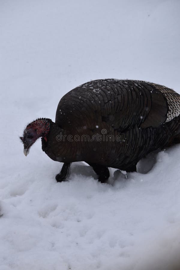 A wild turkey in winter stock photo. Image of mammal - 354799962