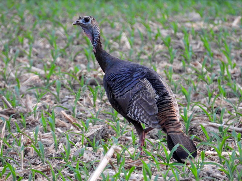 Wild Turkey in Springtime Corn Field Stock Image - Image of fingerlakes ...