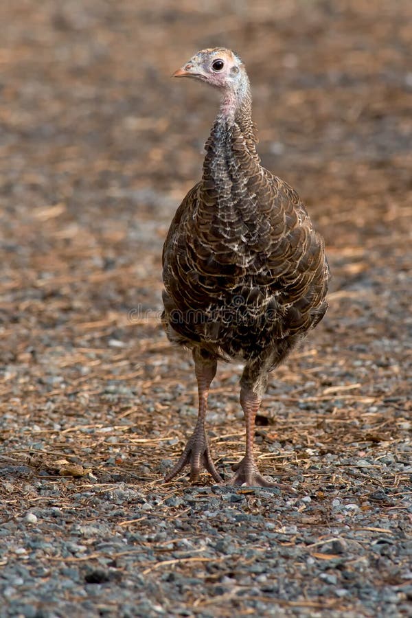 166 Juvenile Turkey Stock Photos - Free & Royalty-Free Stock Photos ...