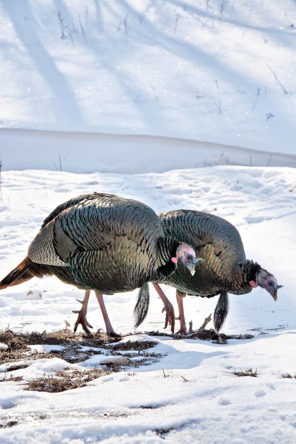 Wild turkeys stock image. Image of pond, wild, feeding - 12990073