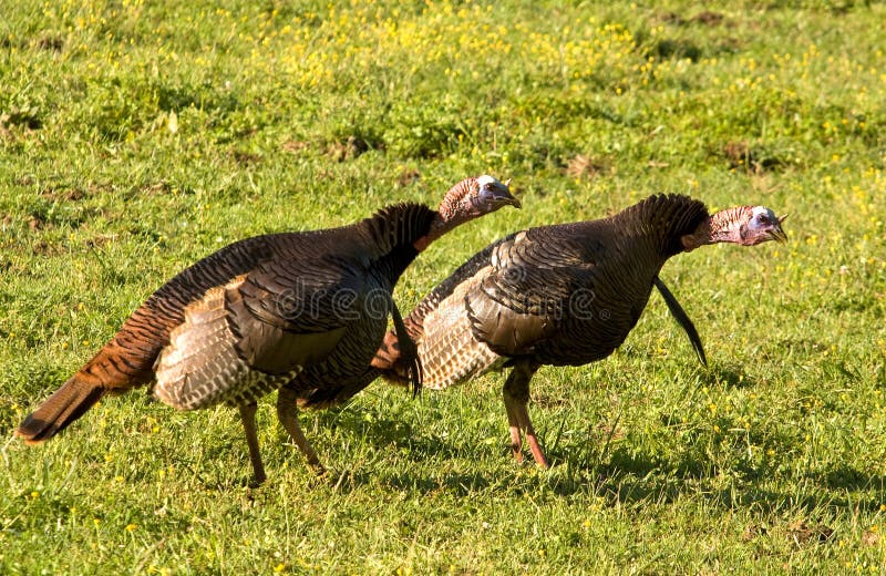 Wild Turkeys stock photo. Image of animal, meadow, gobbler - 16507152