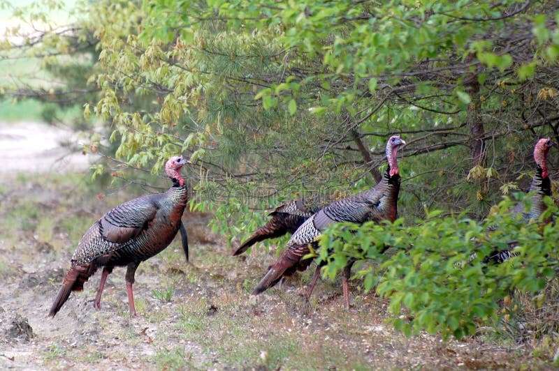 Wild Turkeys stock image. Image of turkeys, avian, gobble - 28866233
