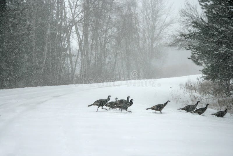 Wild Turkeys in Blizzard stock image. Image of wild, road - 48026655
