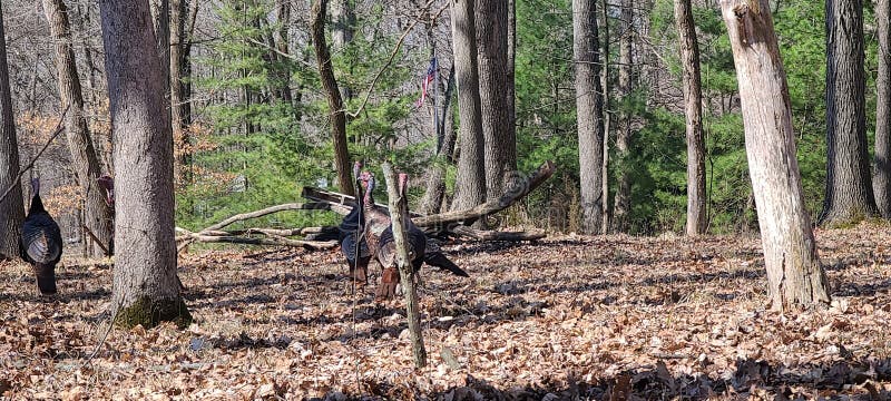 Wild Turkeys during the Fall Stock Image - Image of turkeys, nature ...
