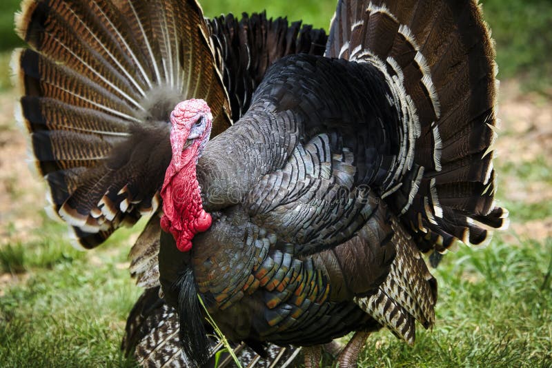Wild turkeys in a field. stock image. Image of avian - 322442383