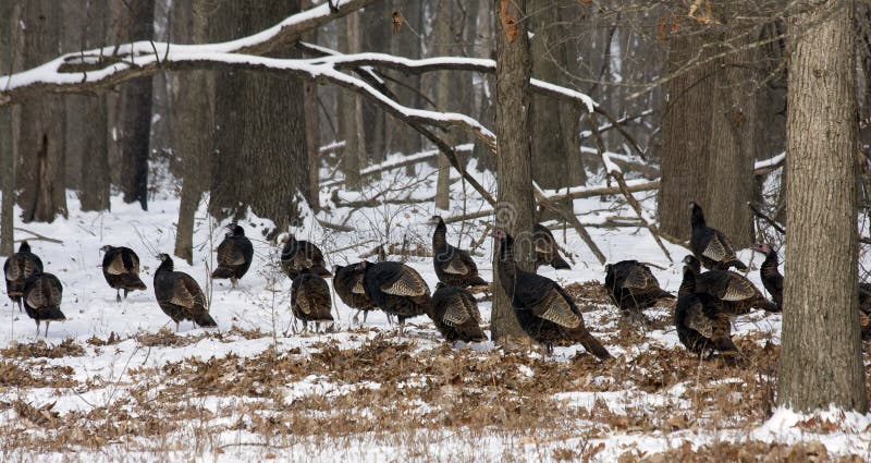Wild Turkeys stock image. Image of wild, flock, snow - 40306293