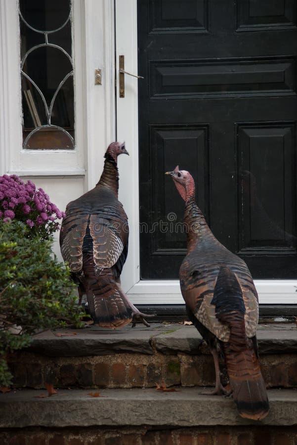 Wild turkeys at front door stock image. Image of wildlife - 51406549