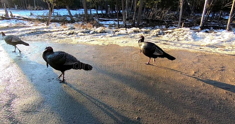 Wild Turkeys Passing Their Way on a Snowy Path Stock Video - Video of ...