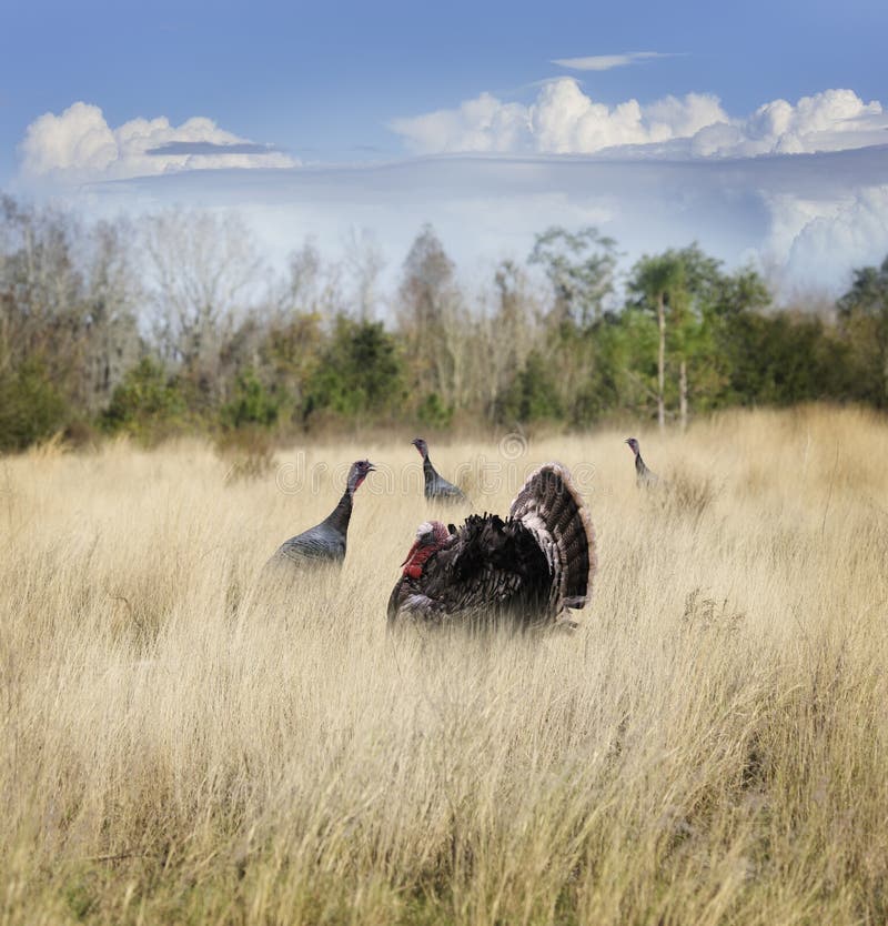 Wild Turkeys stock photo. Image of wildlife, clouds, field - 43575098
