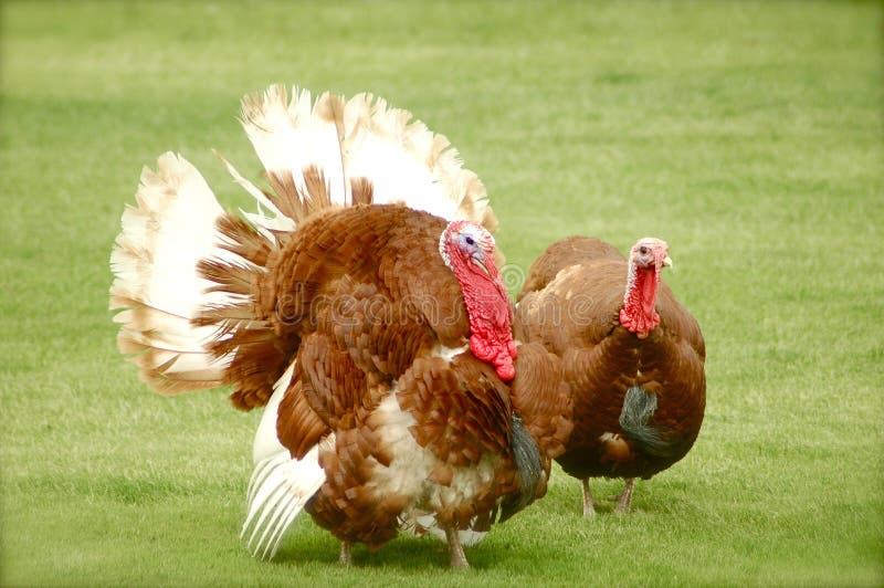 Two wild turkeys stock image. Image of outdoors, stood - 18616697