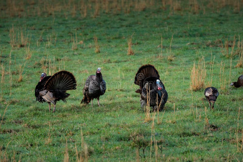 Wild Turkies in Spring stock image. Image of birds, north - 70586461