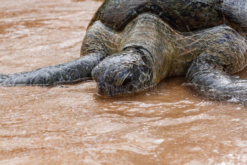 Wild Turtle on the Beach of Sri Lanka Stock Image - Image of ...