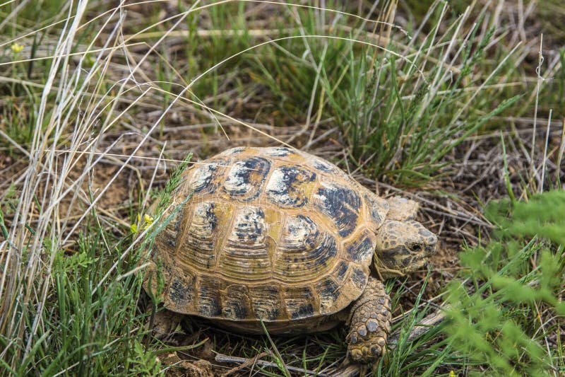 Wild Turtle in Steppe in Kazakhstan, Malaysary Stock Photo - Image of ...