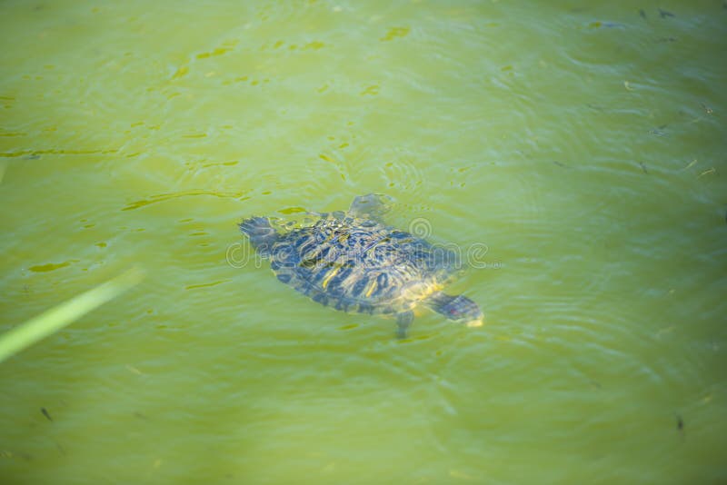 Turtle in the Lake in Kassandra, Greece Stock Image - Image of tree ...