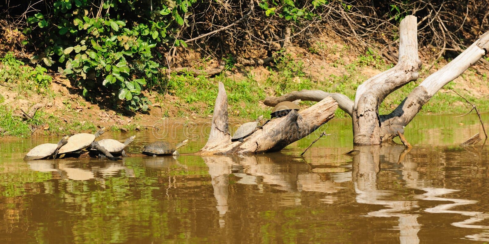 Group of Yellow-spotted River Turtles Podocnemis Unifilis Reflected in ...