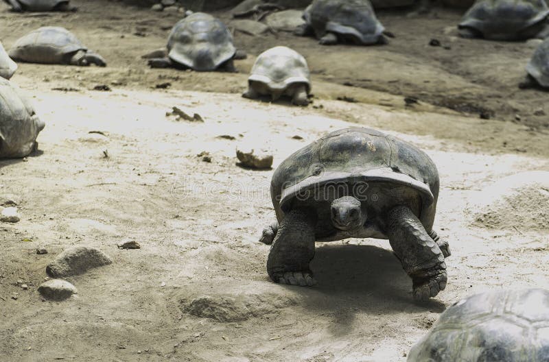 Wild turtles stock photo. Image of animal, travel, outdoors - 78165788