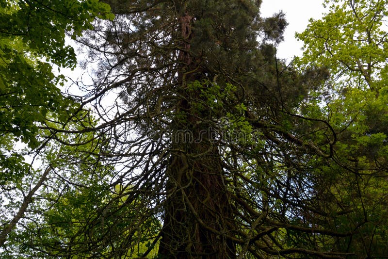 A Wild Twisted Tree Growing Upwards in the Forest. View from Below ...