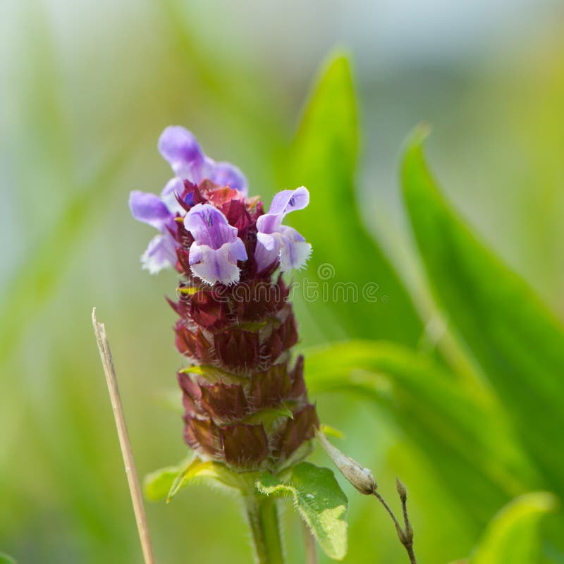 Wild Tyme stock photo. Image of thymus, floral, blooming - 57146338