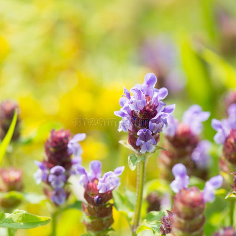 Wild Tyme stock image. Image of floral, breckland, wild - 57747841