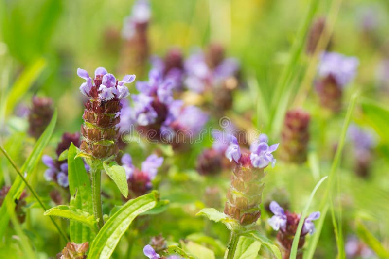 Wild Tyme stock photo. Image of blooming, flowers, floral - 57748554