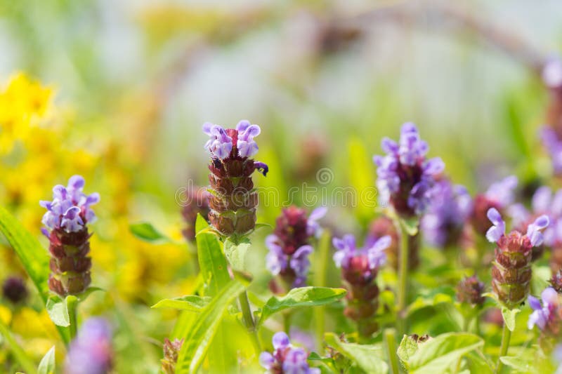 Wild Tyme stock image. Image of lilac, serpyllum, purple - 59229329