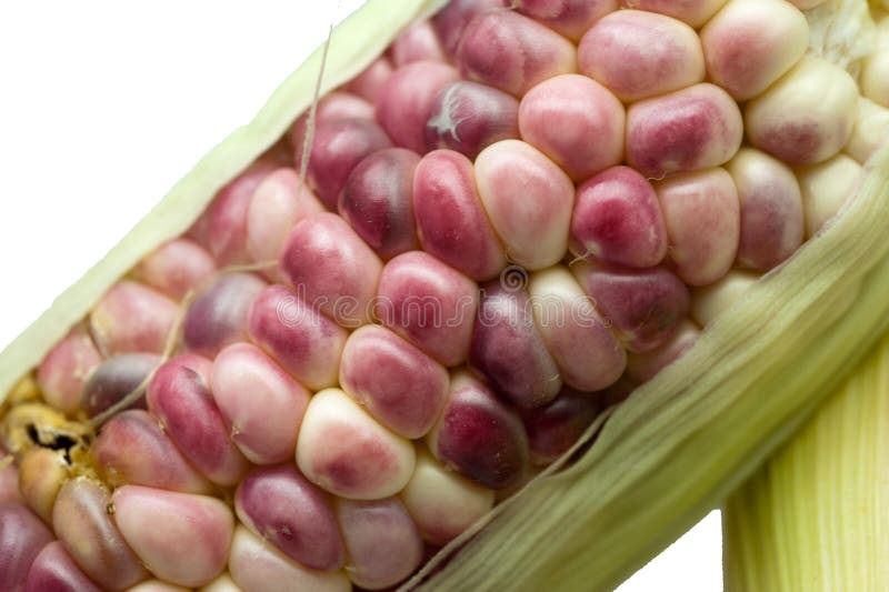 Wild type corn stock photo. Image of type, good, white - 32344522