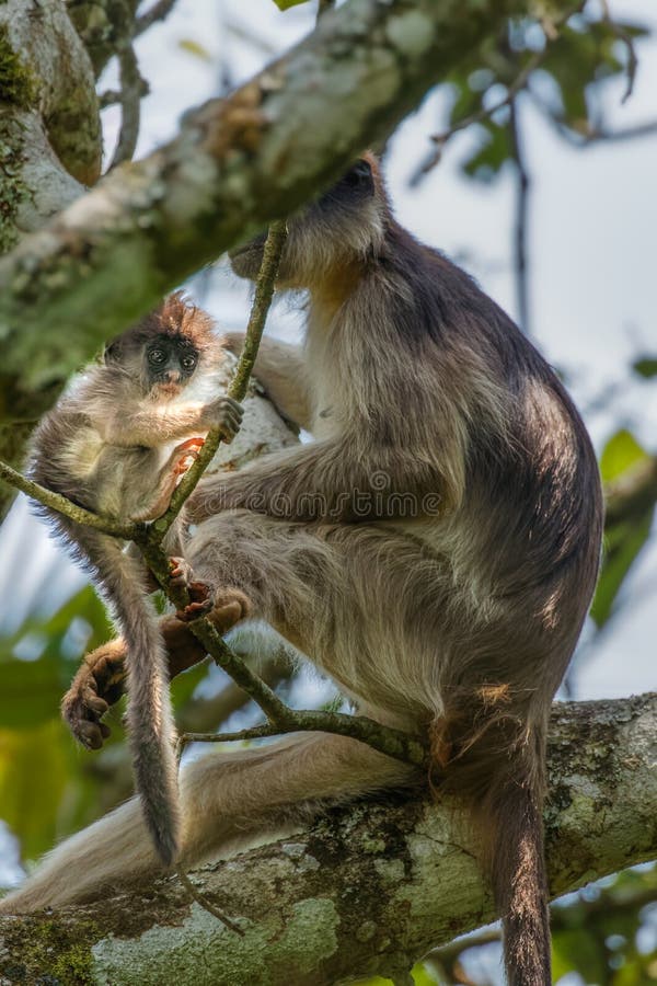 Wild Ugandan Red Colobus Monkey with a Newborn Sitting on a Branch ... Wild Ugandan Red Colobus Monkey with a Newborn Sitting on a Branch ...