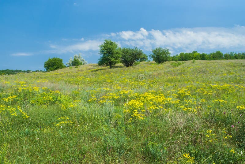 Wild Ukrainian steppe stock image. Image of plant, herbage - 29073843