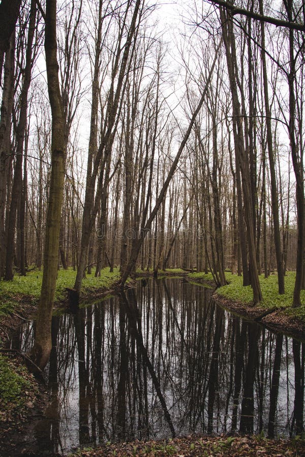 Wild and Untamed Nature in the Area of the Oder River. the Last Shreds ...