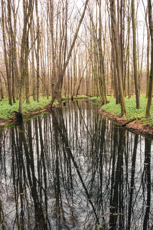 Wild and Untamed Nature in the Area of the Oder River. the Last Shreds ...