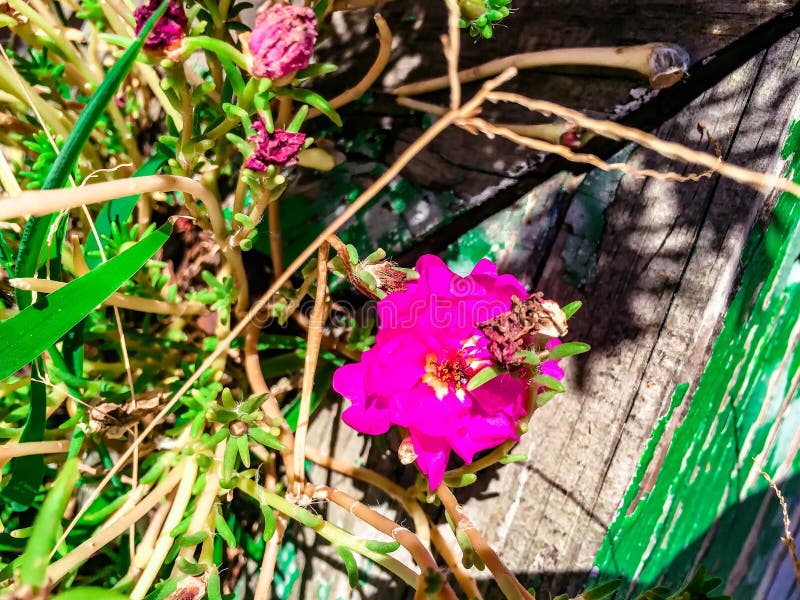 Tiny pink wild rose stock image. Image of cultivate - 107992721