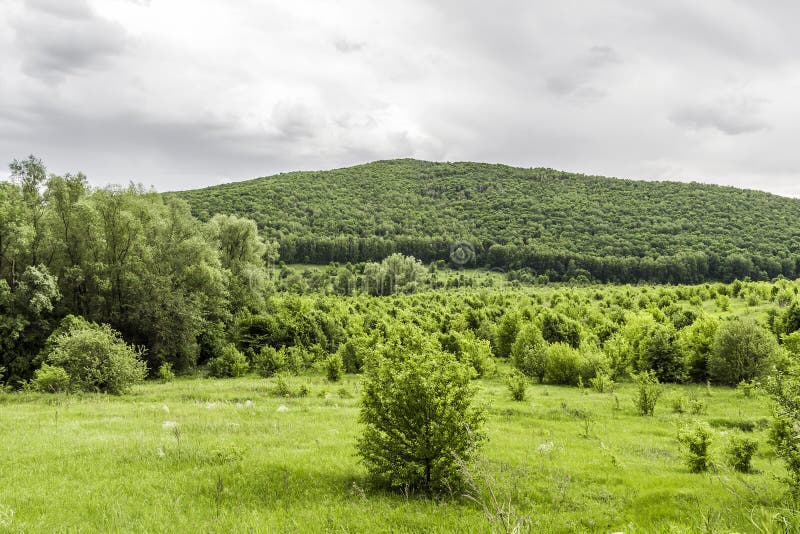 Wild, untouched forests stock image. Image of natural - 70442753