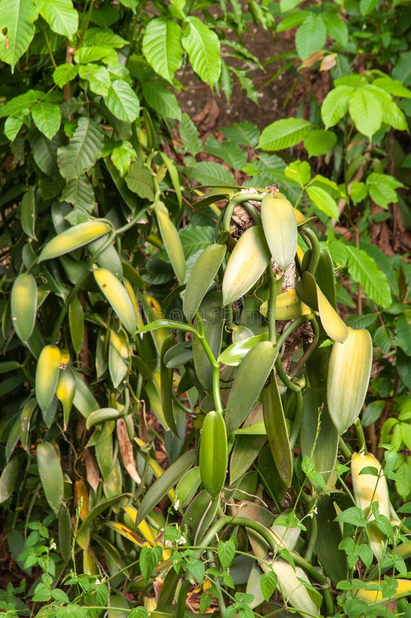 Wild Vanilla Tree in the Forest. Seychelles Stock Photo - Image of leaf ...