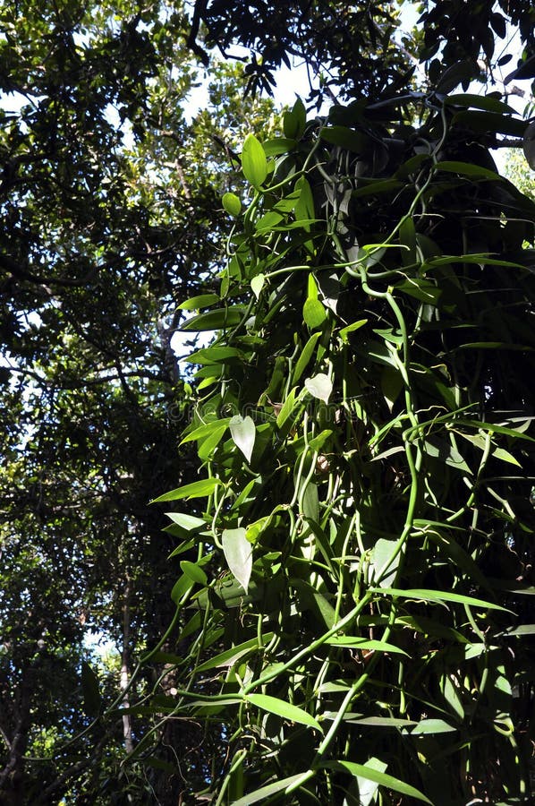Wild Vanilla Tree. Seychelles Stock Image - Image of invertebrate ...