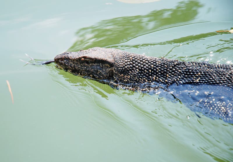 Wild varan stock photo. Image of exotic, island, detail - 11561384