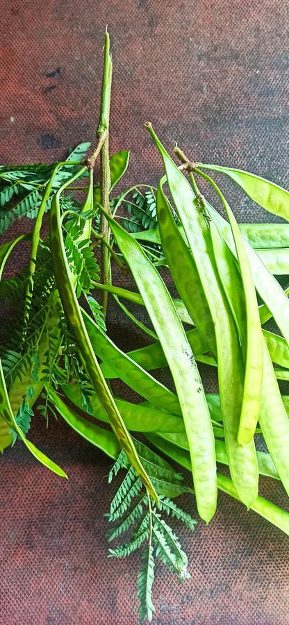 Wild Vegetable Chinese Petai Stock Photo - Image of vegetarian, wild ...